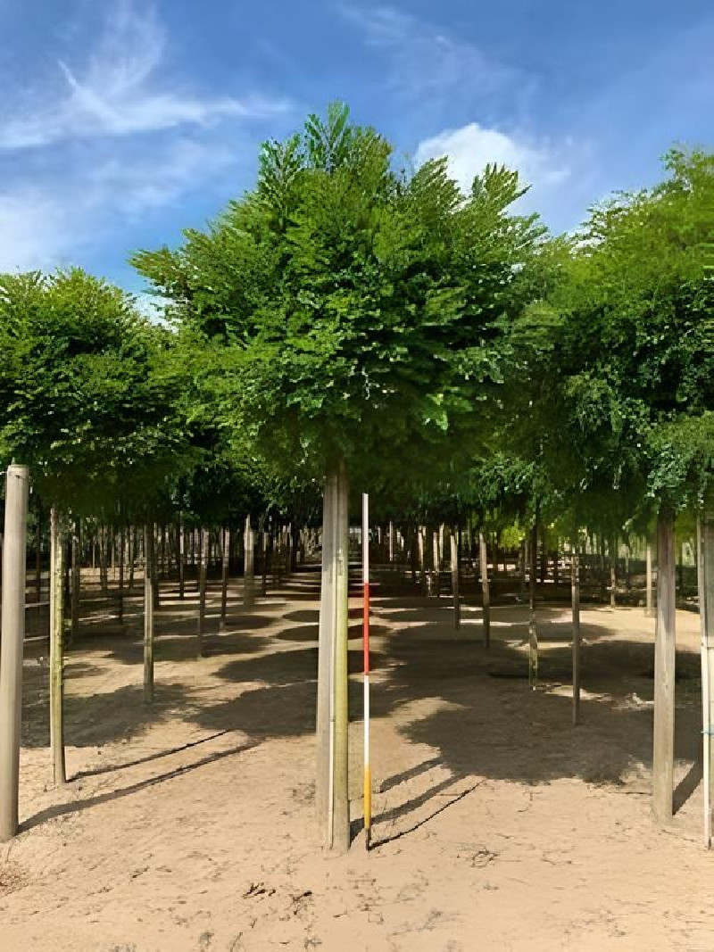 ROBINIA pseudoacacia UMBRACULIFERA (Robinier boule)