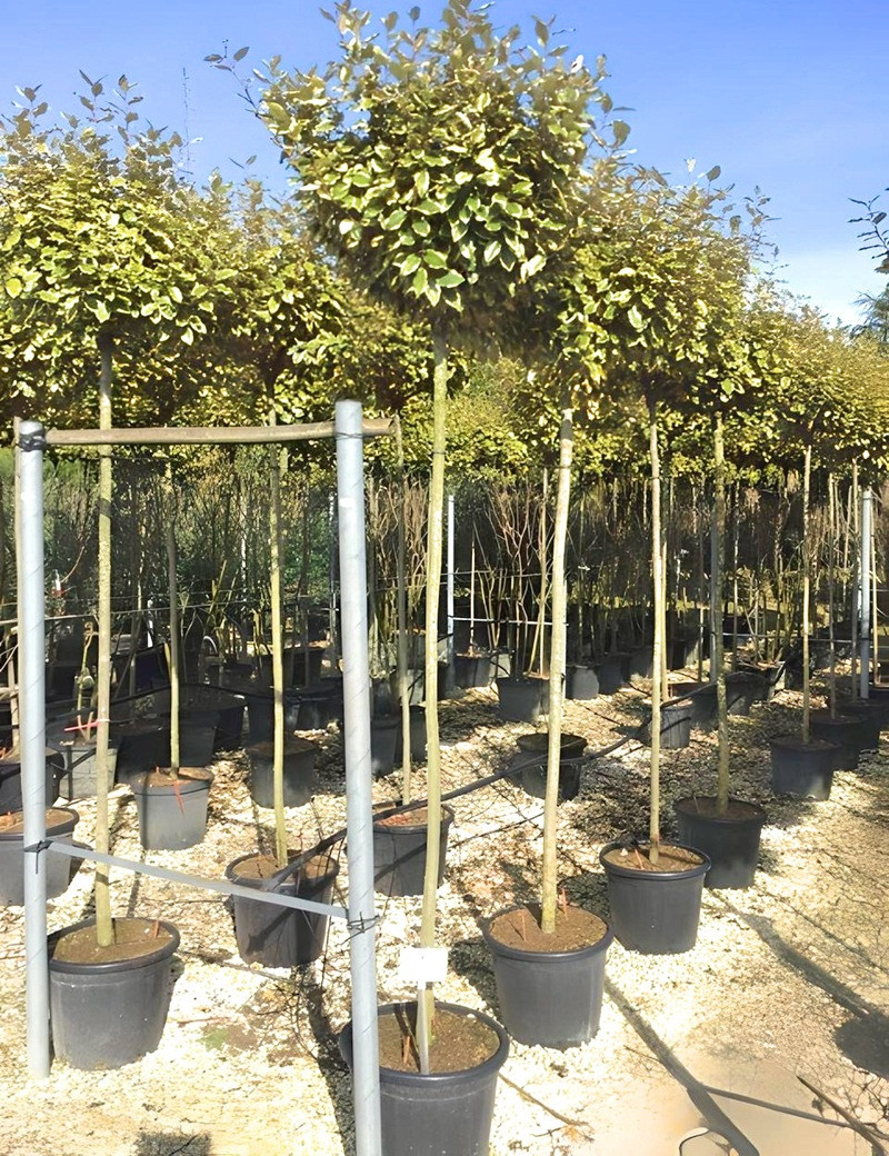 ELAEAGNUS ebbingei VIVELEG® (Chalef panaché - Arbre)