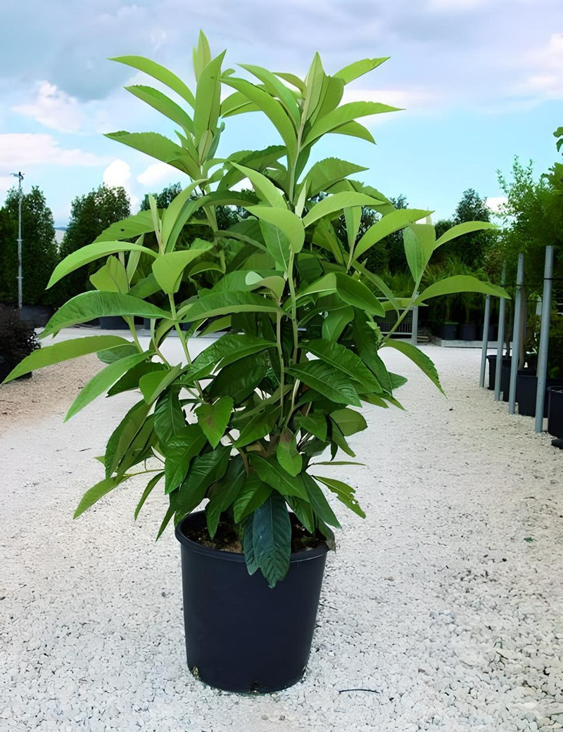 ERIOBOTRYA japonica (Néflier du Japon)