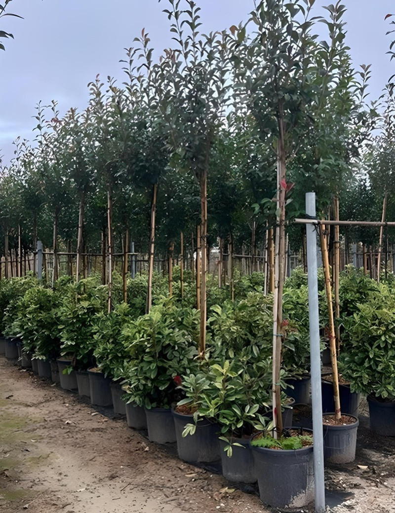 PHOTINIA fraseri RED ROBIN (Photinia Red Robin)