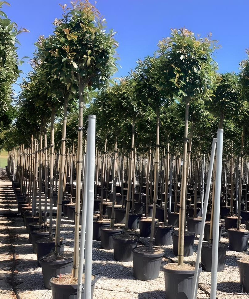 PHOTINIA fraseri RED ROBIN (Photinia Red Robin)