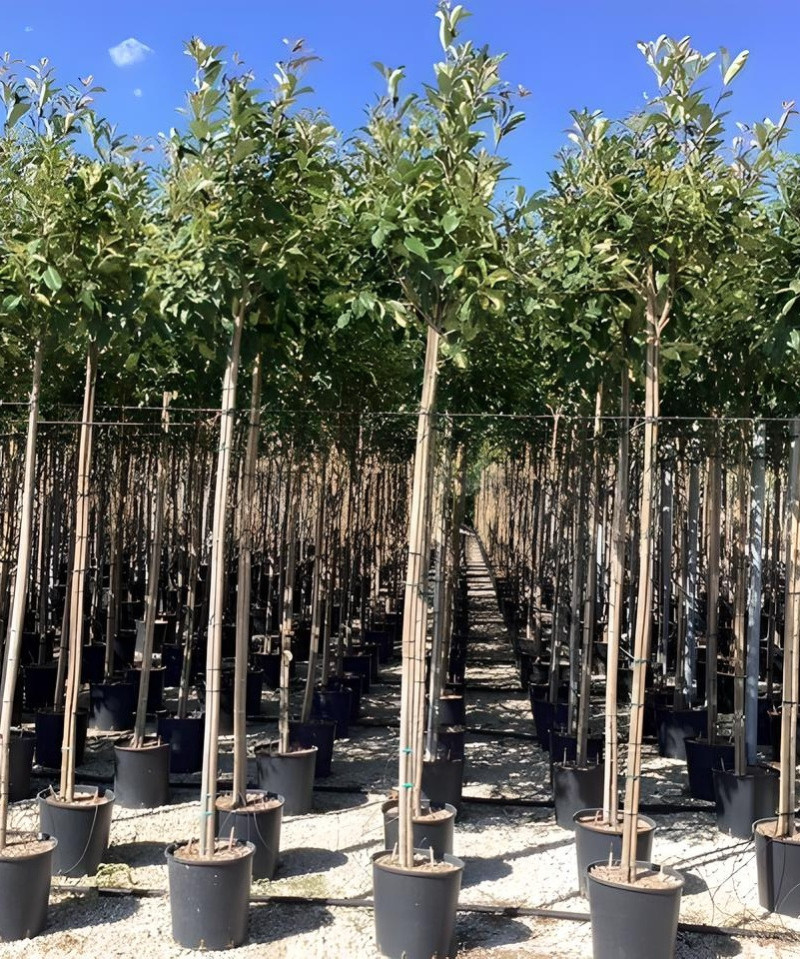 PHOTINIA fraseri RED ROBIN (Photinia Red Robin)