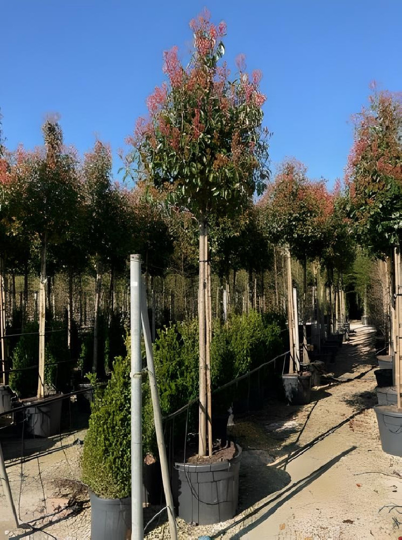 PHOTINIA fraseri RED ROBIN (Photinia Red Robin)